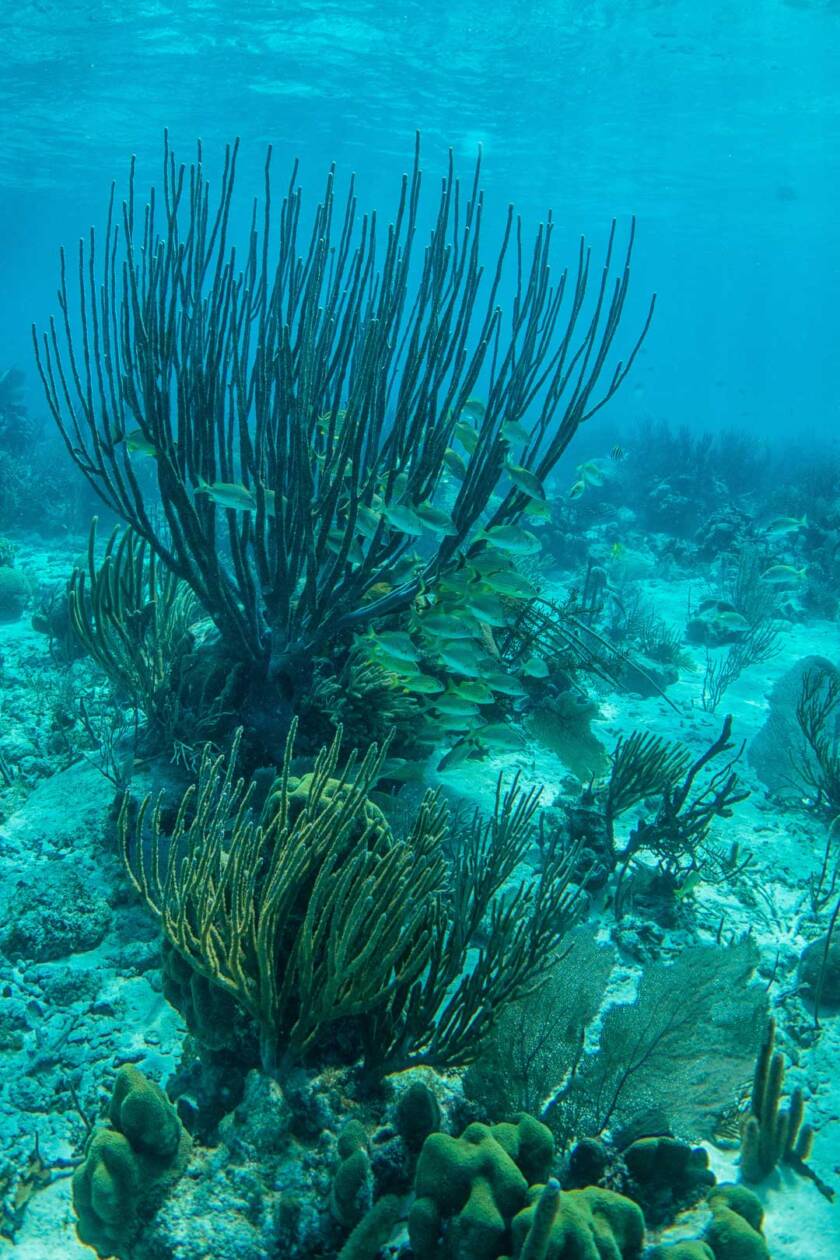 Reef and Rainforest - The Lodge At Jaguar Reef